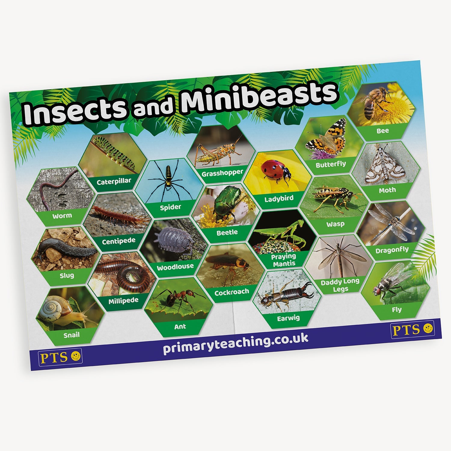 Insects & Minibeasts | Classroom Display | Early years